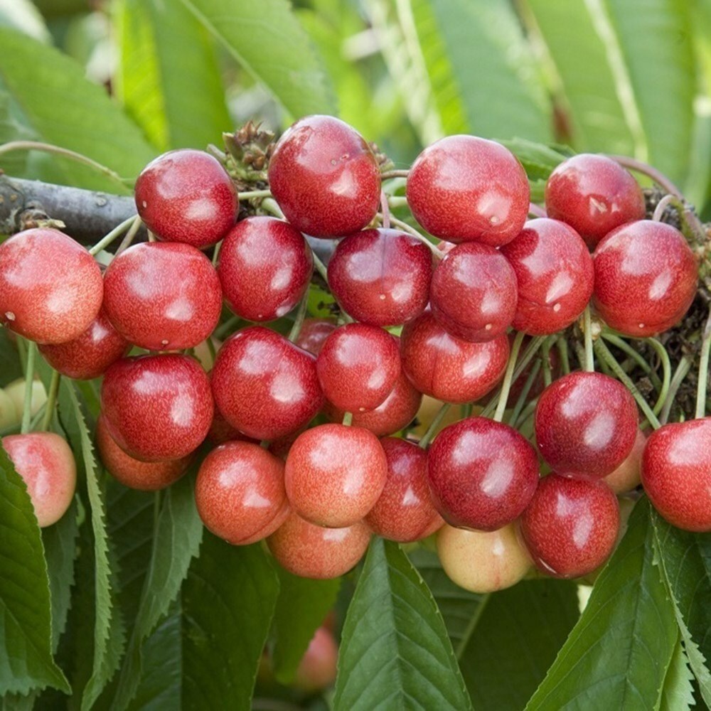 Buy Cherry Sweetheart | Sweet Cherry Cherry Sweetheart | Sweet Cherry ...