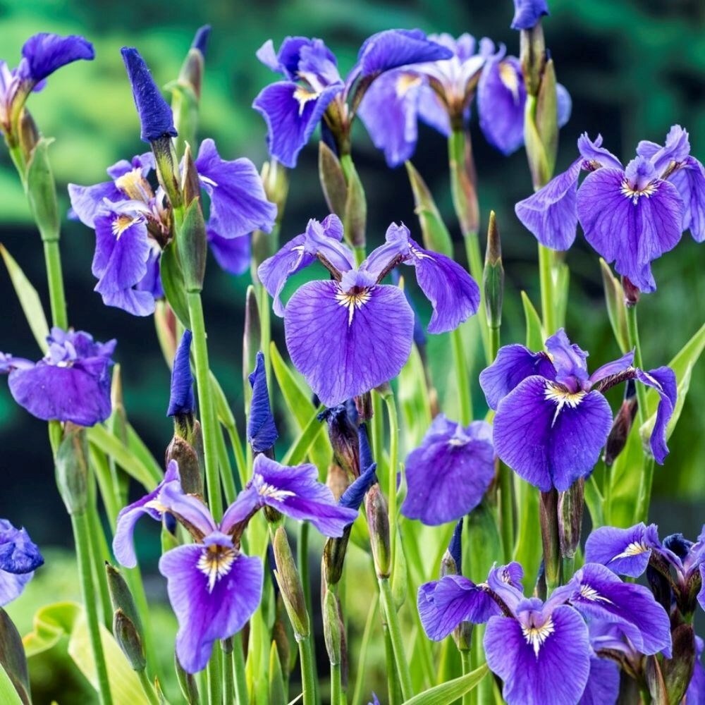 Buy Iris setosa | Bristle-pointed Iris | 9cm Pot Iris setosa: £10.99 ...