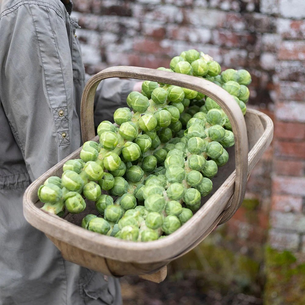 Buy Brussels Sprout Maximus F1 Brussels Sprout Maximus F1: £3.79 ...