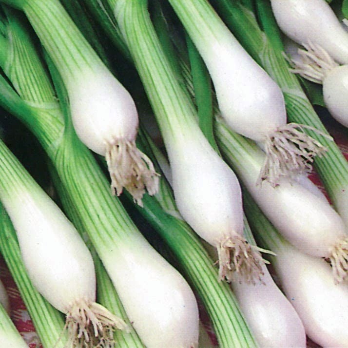 Buy Spring Onion White Lisbon Spring Onion White Lisbon: £1.99 Delivery ...