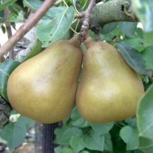 Buy Pear Merton Pride pear Merton Pride: £26.99 Delivery by Primrose