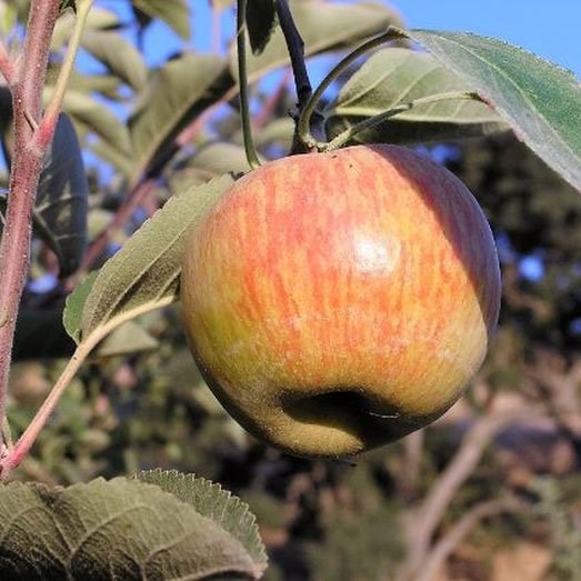 Buy Apple 'Ribston Pippin' | Eating / Dessert Apple Apple 'Ribston ...