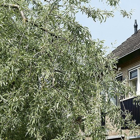 Buy Pyrus salicifolia 'Pendula' Tree | Ornamental Pear Tree | 9L Pot ...