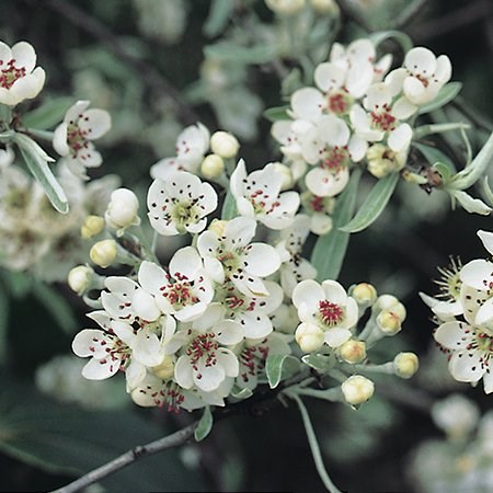 Buy Pyrus salicifolia 'Pendula' Tree | Ornamental Pear Tree | 9L Pot ...