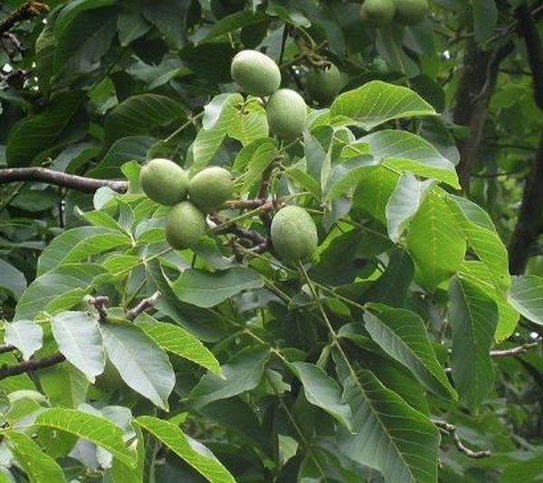 Buy 4-5ft Juglans Regia | Common Walnut Seedling | 9L Pot walnut common ...