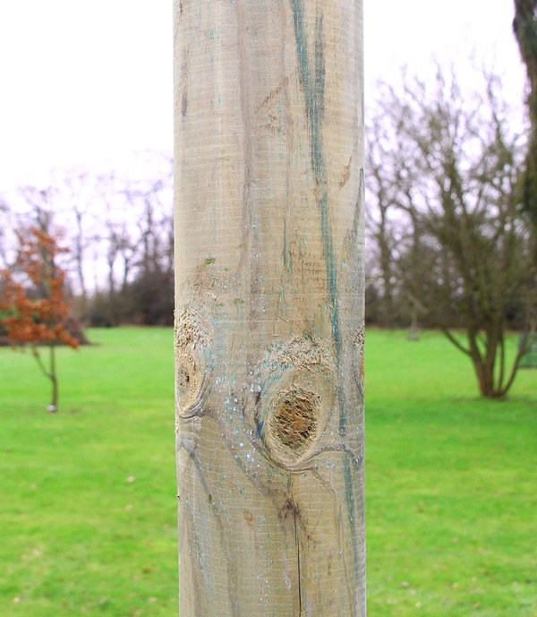 Buy 4m Climbing Plant Pole: Delivery by Primrose